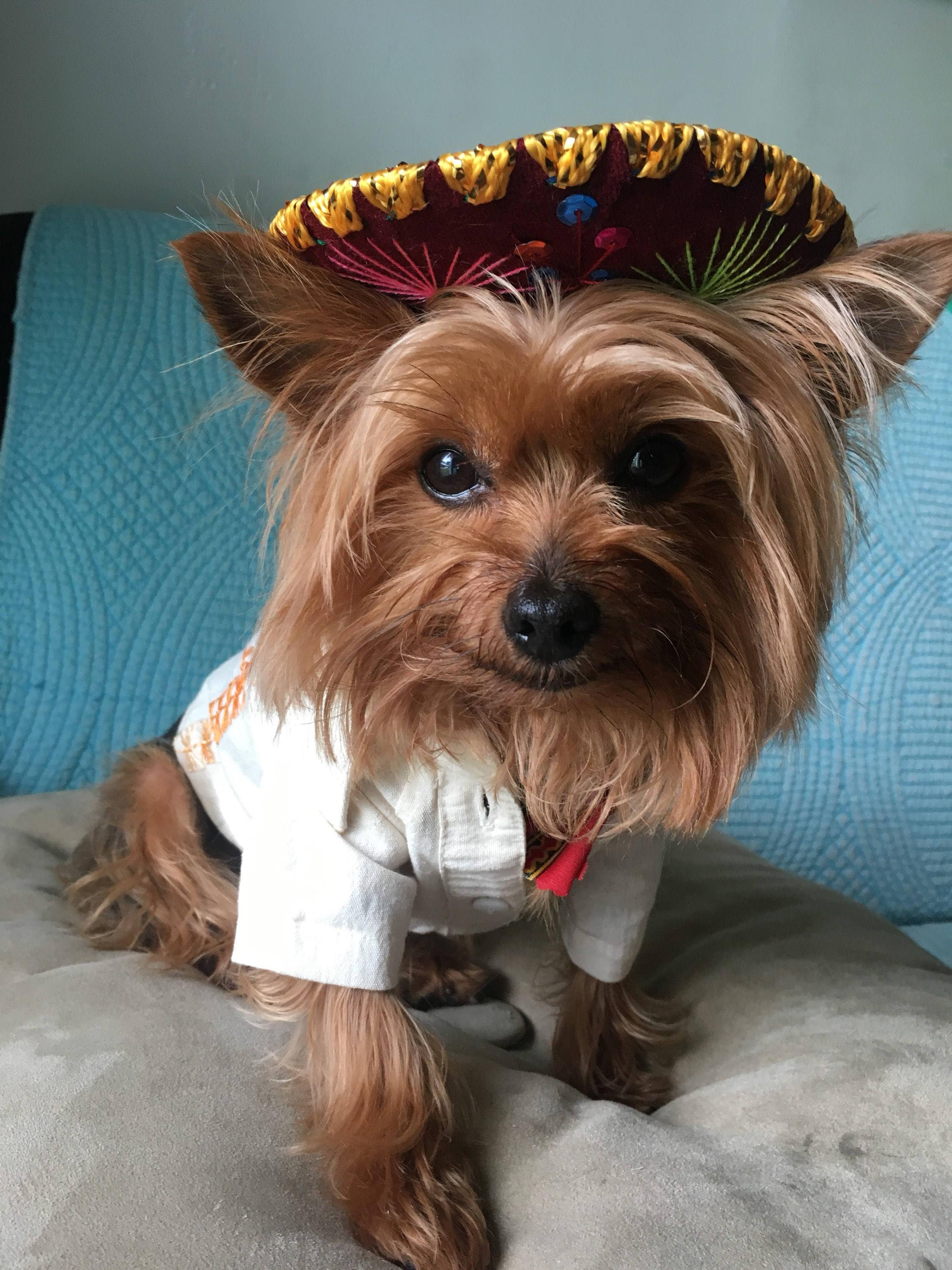 mexican-dog-costumes-for-cinco-de-mayo-dog-boy-mexican-etsy