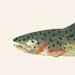 Apache Trout Fish Art Print | Fly Fishing Wall Decor - Etsy