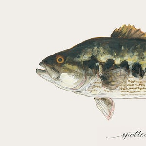 Spotted BASS, Art Print, 8x10, 11x14, Fish, Fishing, Fisherman - Etsy