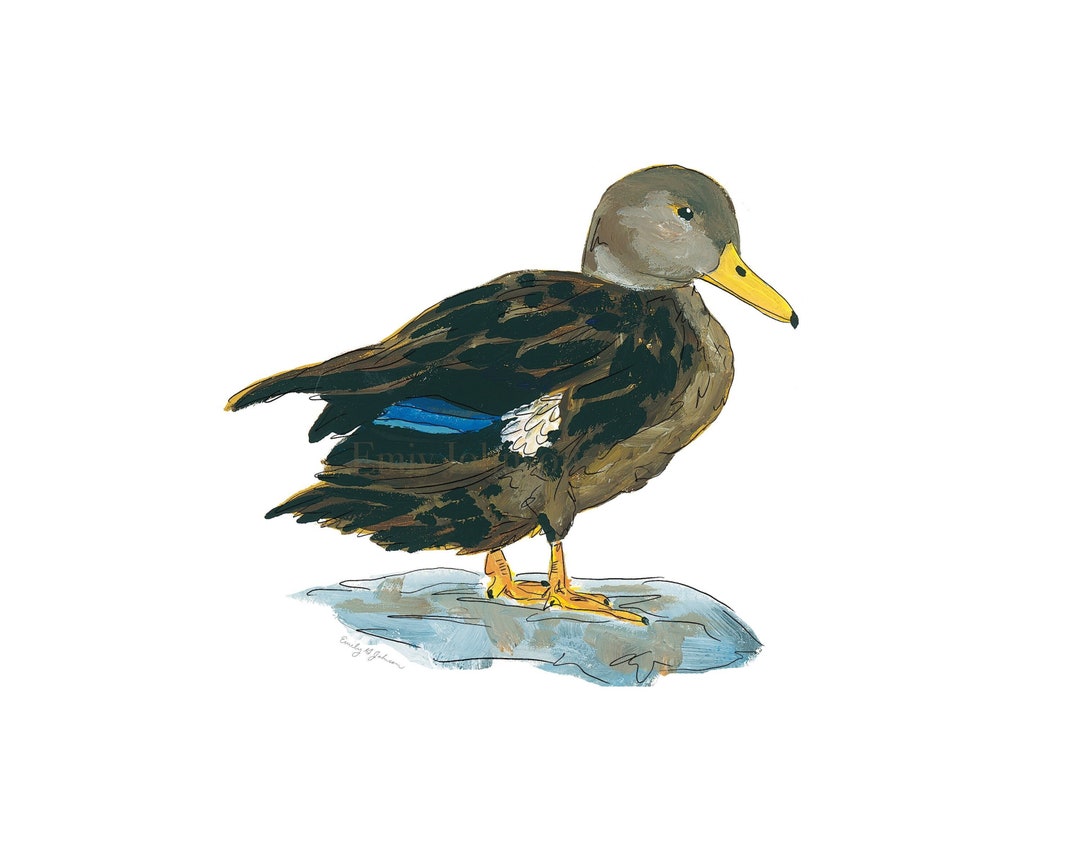 Black Duck Art Print | Duck Hunter Artwork | Waterfowl Wall Art | Duck ...