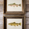 Native Trout in the United States Digital Art Print 8x10 - Etsy