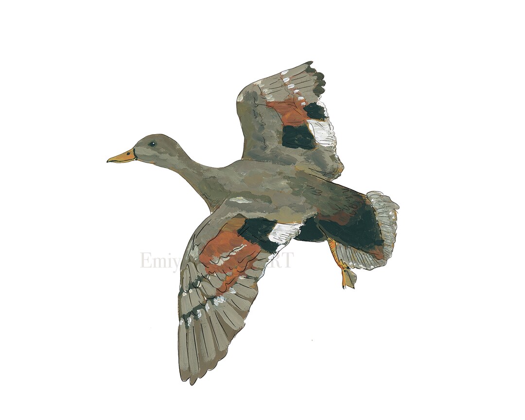Gadwall Art Print | Duck Hunter Artwork | Waterfowl Wall Art | Duck ...