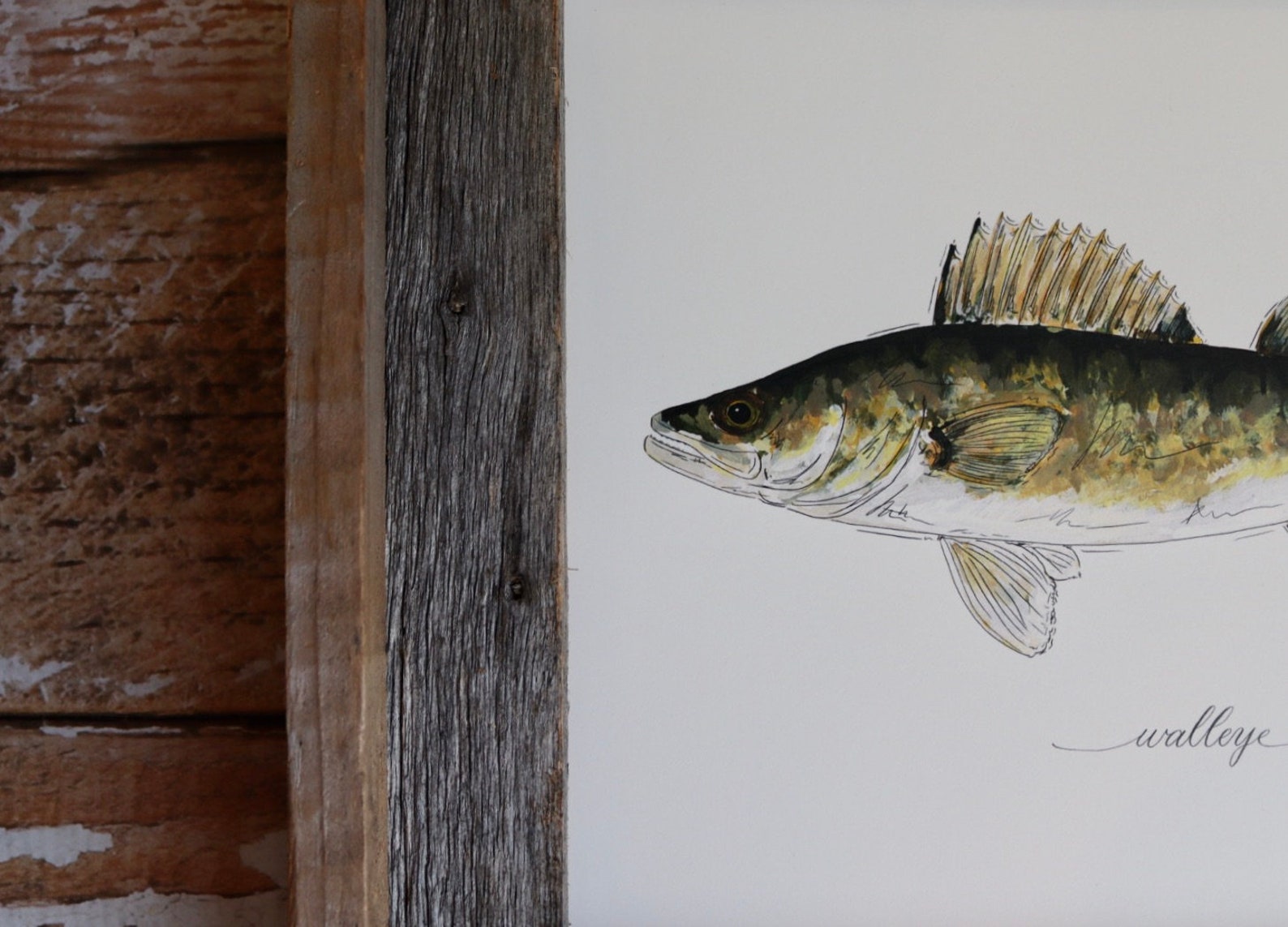 WALLEYE Yellow Pike Fishing Freshwater Fish Lake | Etsy