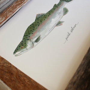 Pink Salmon, Humpie, Humpy Salmon, Salmon Fishing, Fish Art, Fish ...