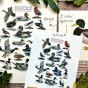 Ducks of North America Art Print | Types of Duck Poster - Etsy