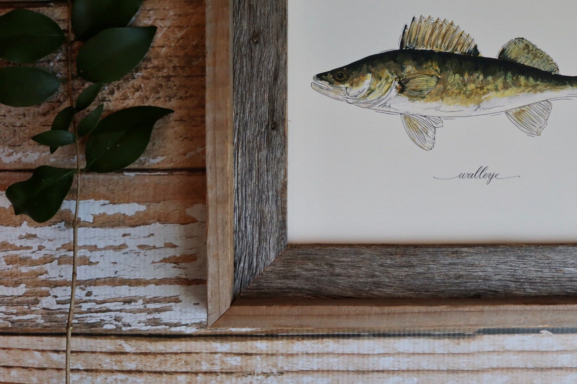WALLEYE Yellow Pike Fishing Freshwater Fish Lake | Etsy