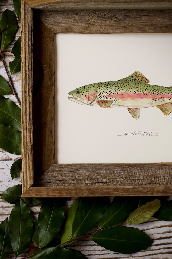 Regenbogenforelle Fisch Zeichnungen