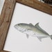 AMBERJACK Fish Art Painting Saltwater Fishing Ocean Art - Etsy