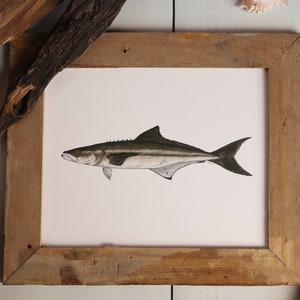 COBIA, LEMONFISH, LING, Fish Art Painting, Saltwater Fishing, Ocean Art ...