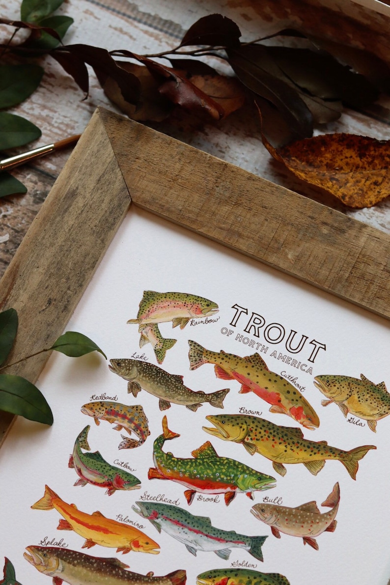 Trout of North America Chart Trout Poster Types of Trout - Etsy