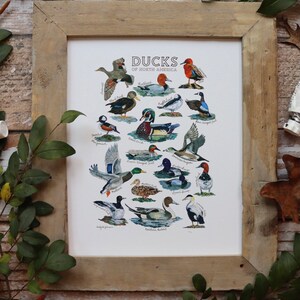 Ducks of North America Art Print | Types of Duck Poster - Etsy