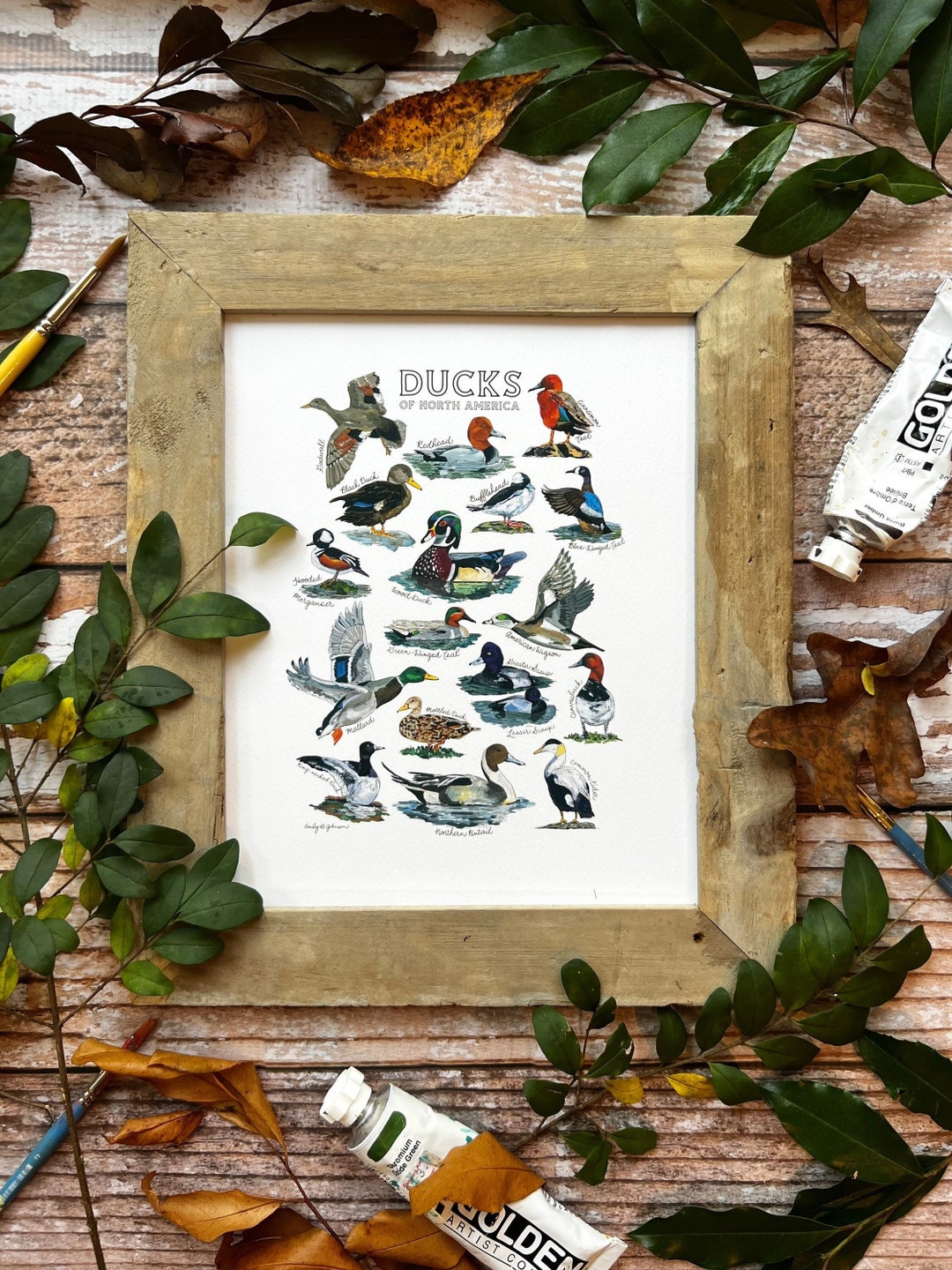 Ducks of North America Art Print | Types of Duck Poster - Etsy