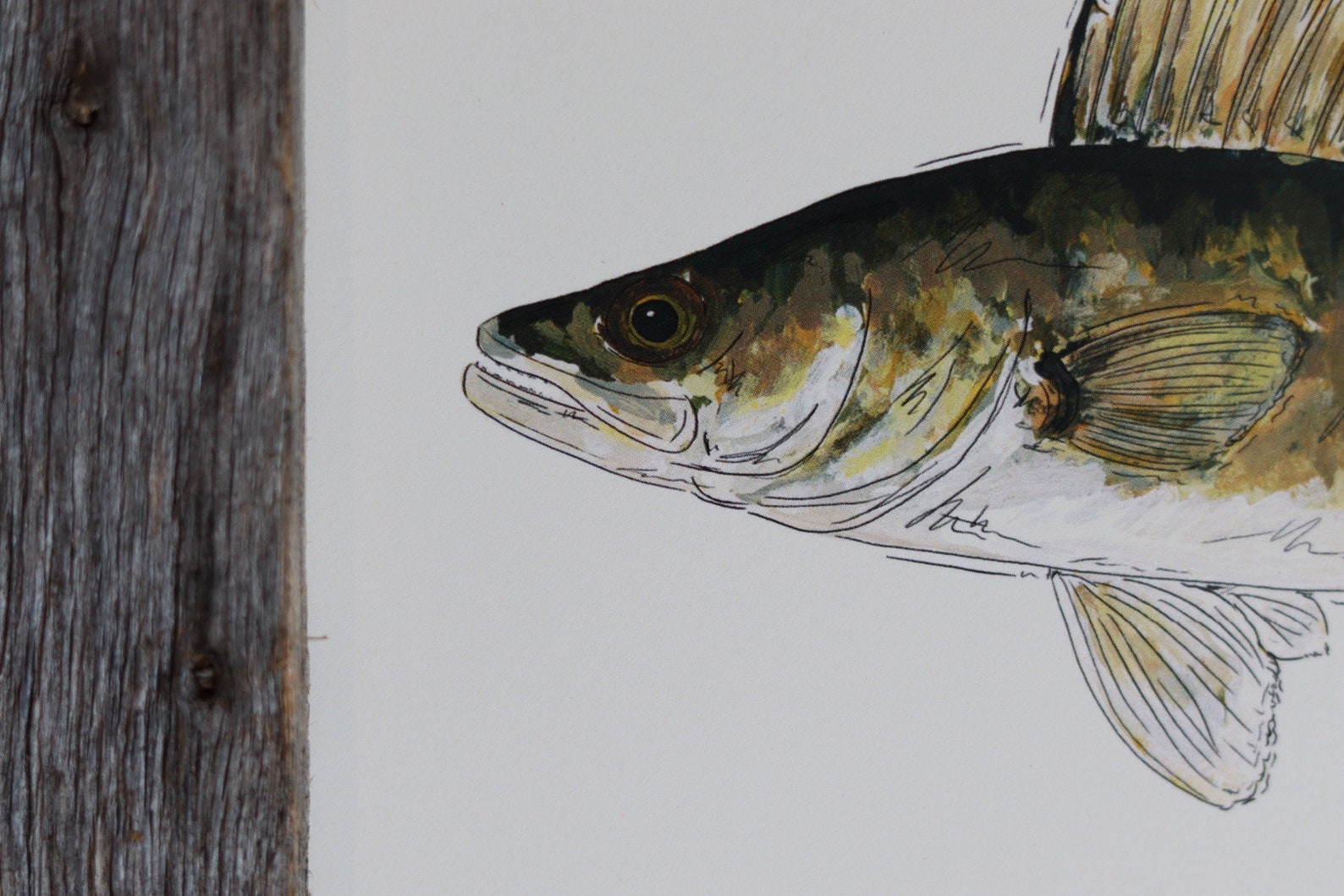 WALLEYE Yellow Pike Fishing Freshwater Fish Lake | Etsy