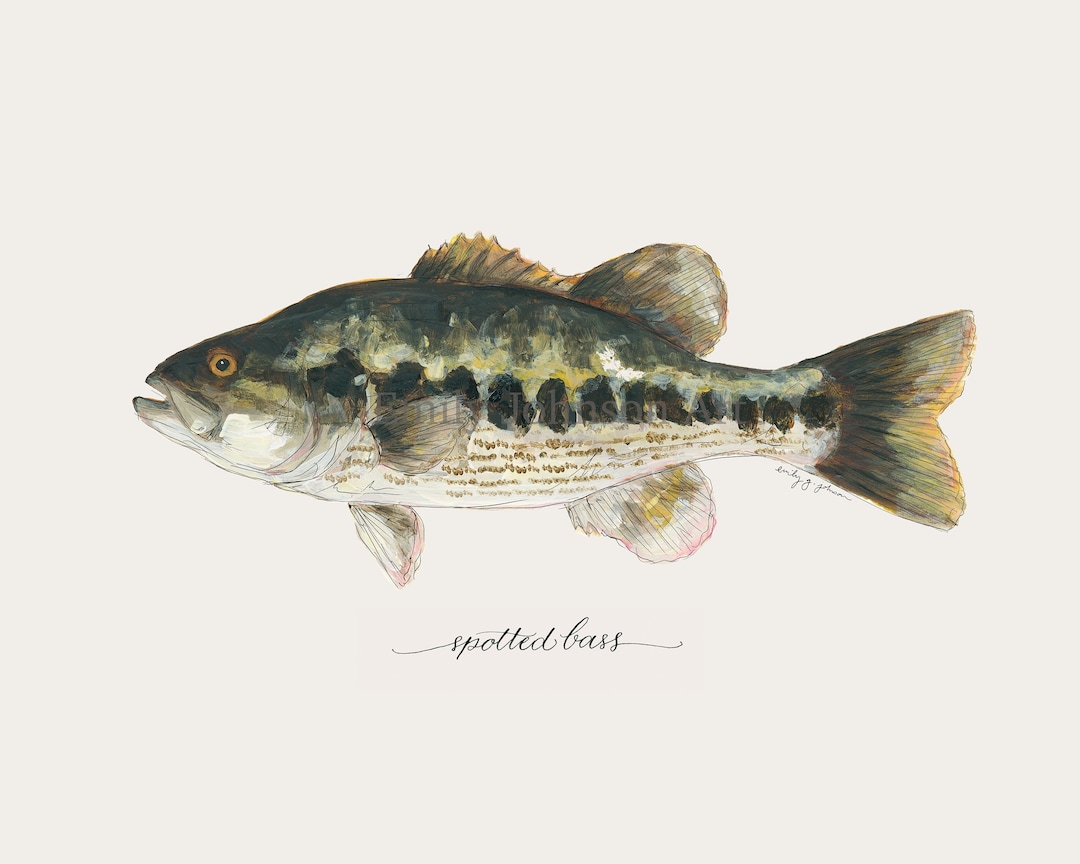 Spotted BASS, Art Print, 8x10, 11x14, Fish, Fishing, Fisherman - Etsy
