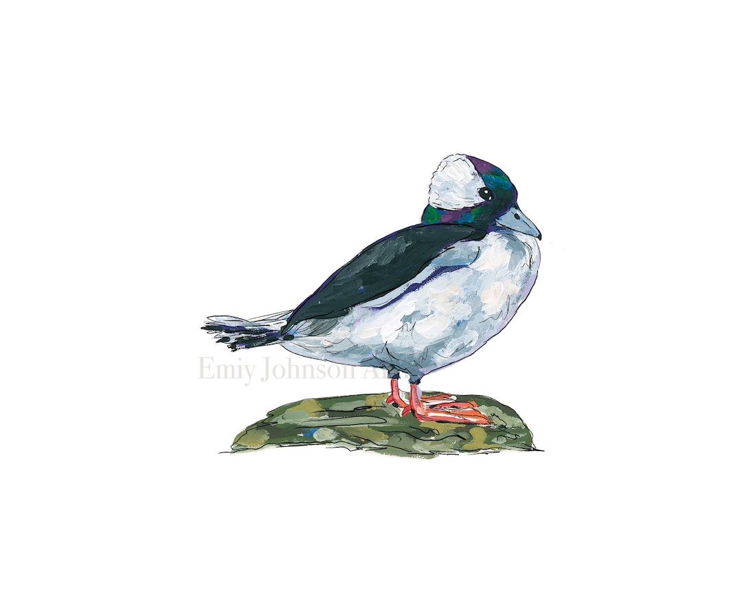 Bufflehead Art Print | Duck Hunter Artwork | Waterfowl Wall Art | Duck ...