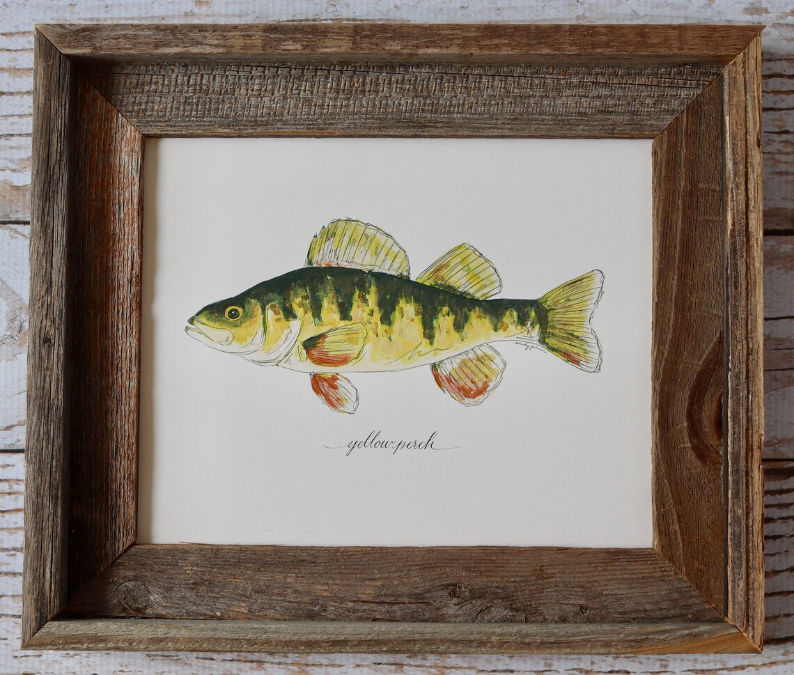 Yellow Perch American Perch Striped Perch Fishing - Etsy