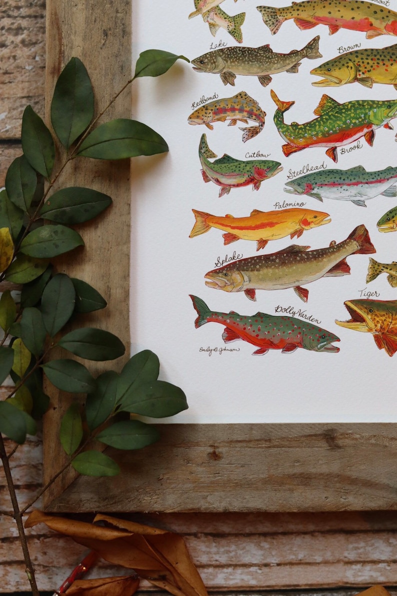 Trout of North America Chart Trout Poster Types of Trout - Etsy