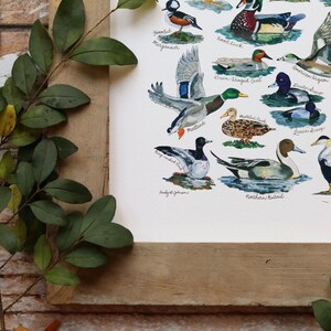 Ducks of North America Chart, Game Duck Poster, Types of Duck Artwork ...