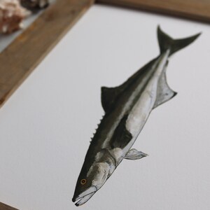 COBIA, LEMONFISH, LING, Fish Art Painting, Saltwater Fishing, Ocean Art ...