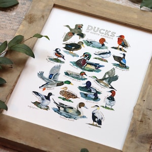 Ducks of North America Art Print | Types of Duck Poster - Etsy