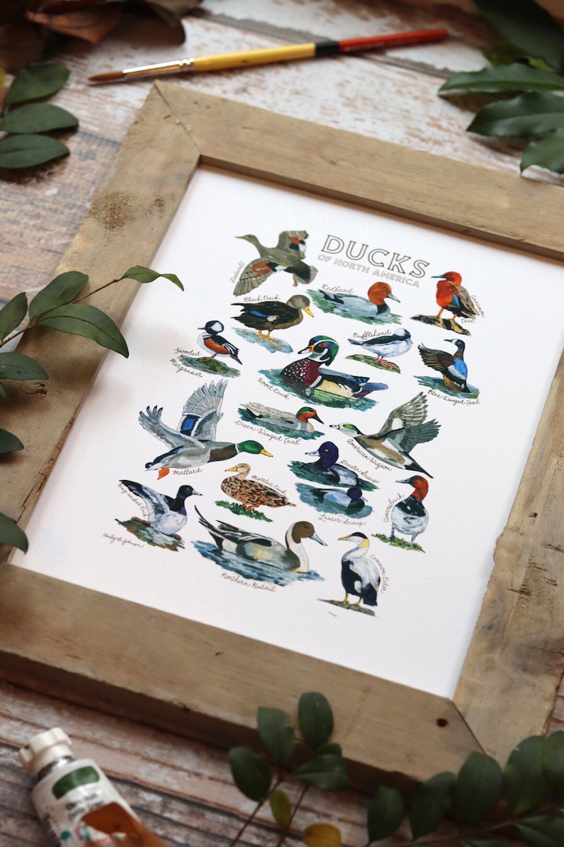 Ducks of North America Art Print | Types of Duck Poster - Etsy
