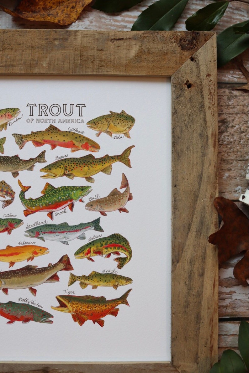 Trout of North America Chart Trout Poster Types of Trout - Etsy