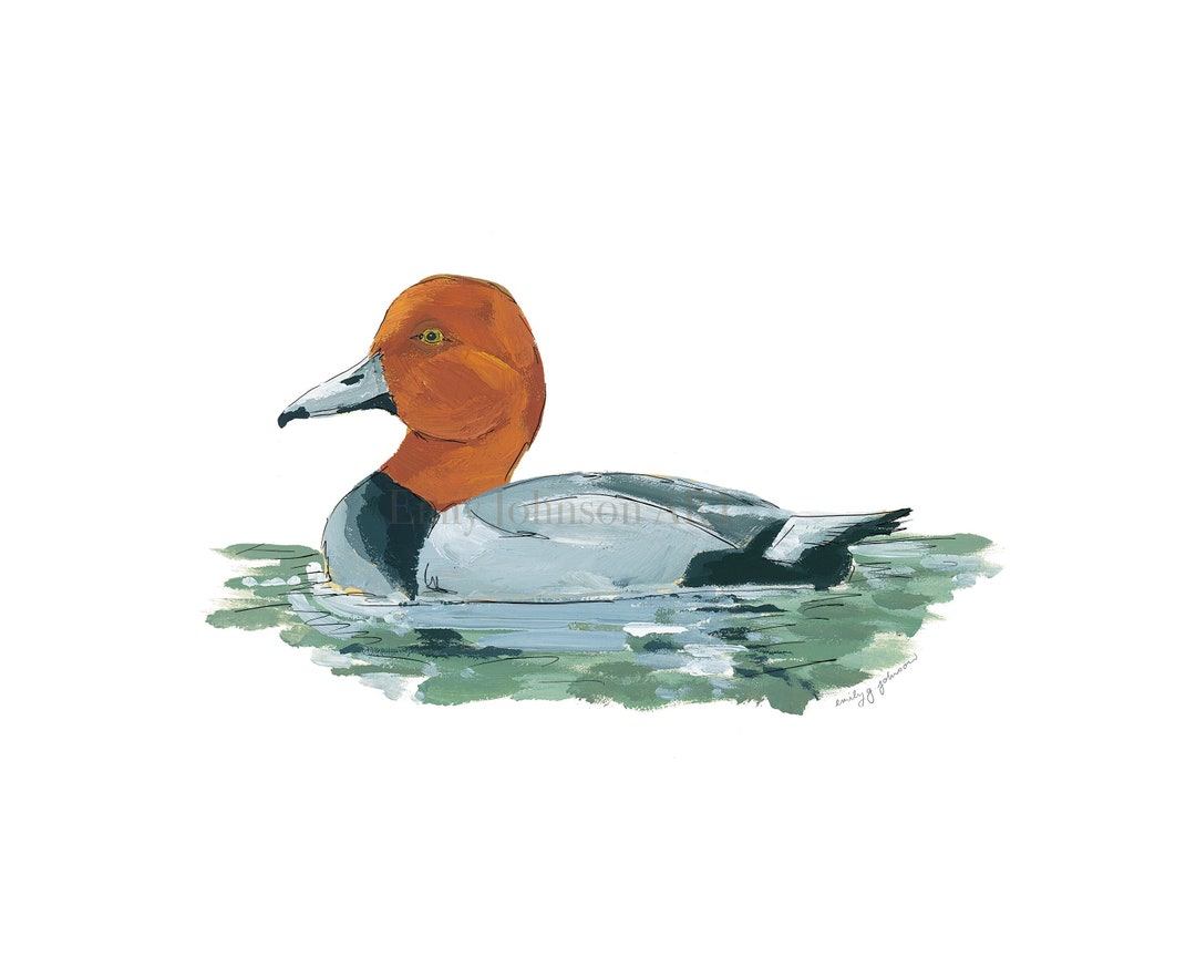 Redhead Duck Art Print | Red Head Duck Hunter Artwork | Waterfowl Art ...