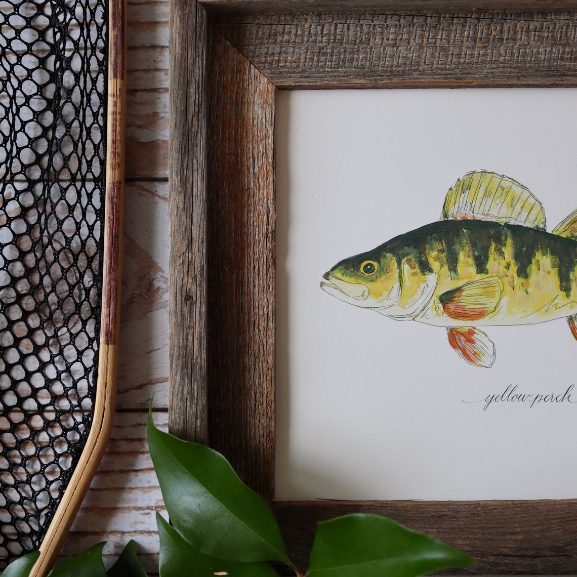 Yellow Perch American Perch Striped Perch Fishing - Etsy