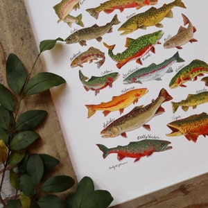 Trout of North America Art Print | Fly Fishing Poster - Etsy