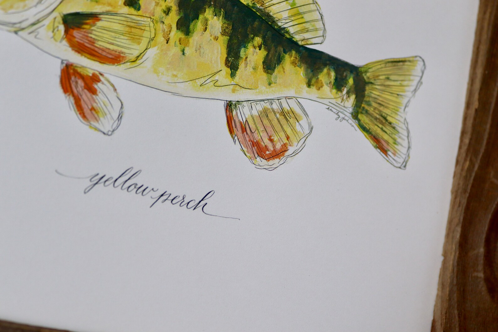 Yellow Perch American Perch Striped Perch Fishing - Etsy