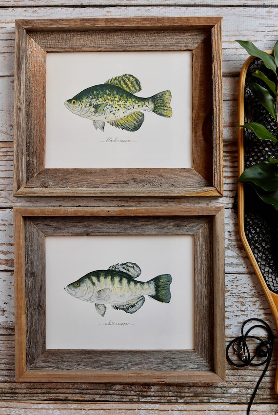 Crappie Wallpaper 2 PRINTS, Black Crappie And White Crappie, 2 Fish
