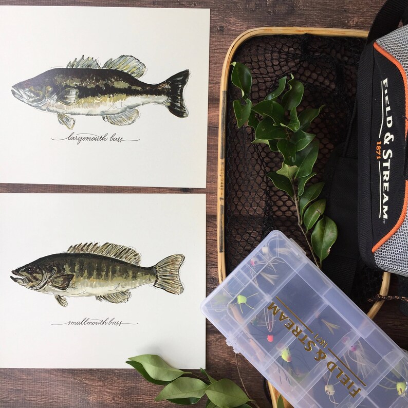 2 PRINTS Largemouth Bass and Smallmouth Bass 2 fish prints | Etsy