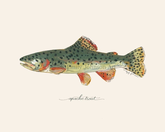 Apache Trout