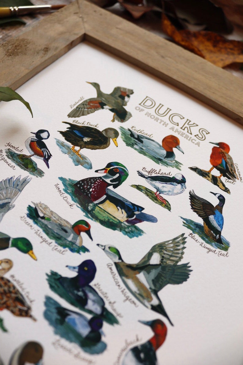 Ducks of North America Art Print | Types of Duck Poster - Etsy
