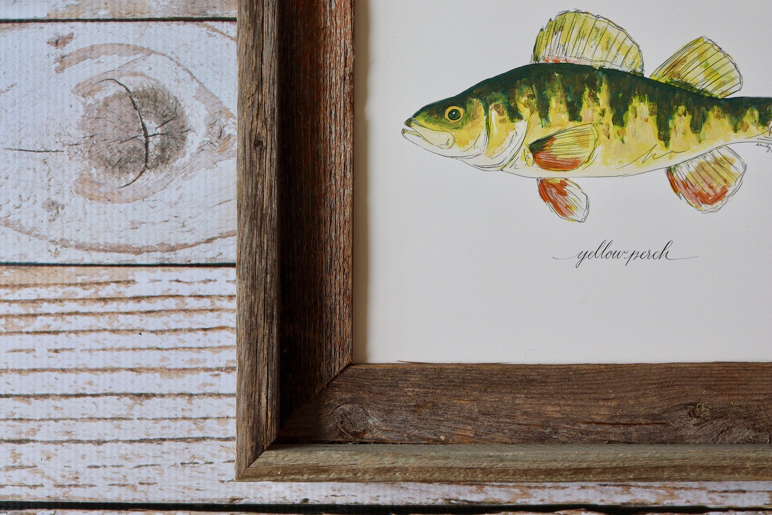 Yellow Perch American Perch Striped Perch Fishing - Etsy