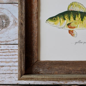Yellow Perch Art Print | Pike Freshwater Fish Painting - Etsy