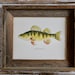 Yellow Perch, American Perch, Striped Perch, Fishing, Freshwater Fish ...