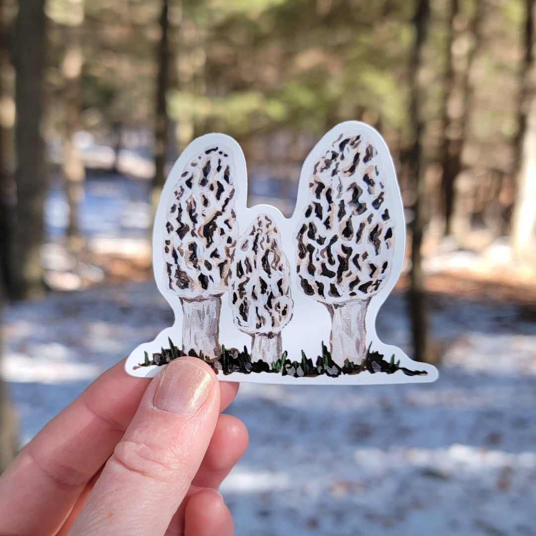 Morel Mushroom Vinyl Sticker, Foraging Sticker, Mushroom Water Bottle ...