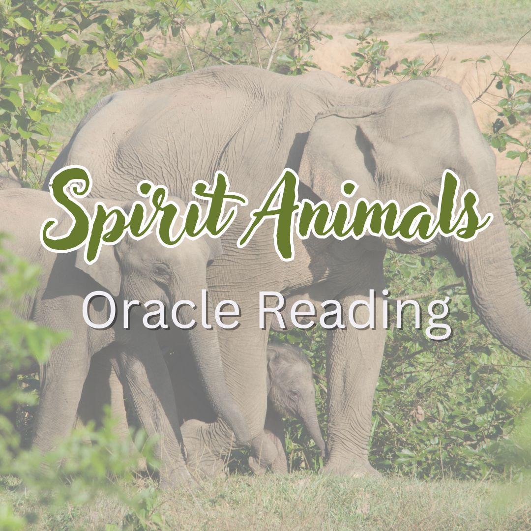 Spirit Animal Oracle Card Reading - Etsy