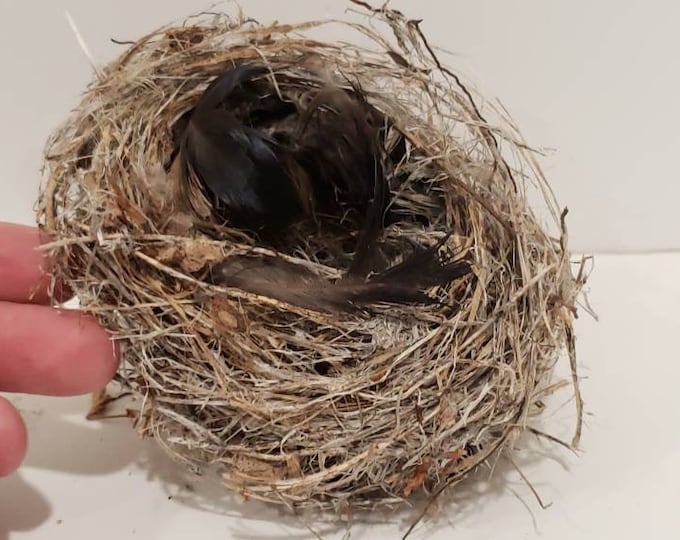REAL Small Bird Nest/ Spring/nest/ Small Nest/crafting/learning/decor ...