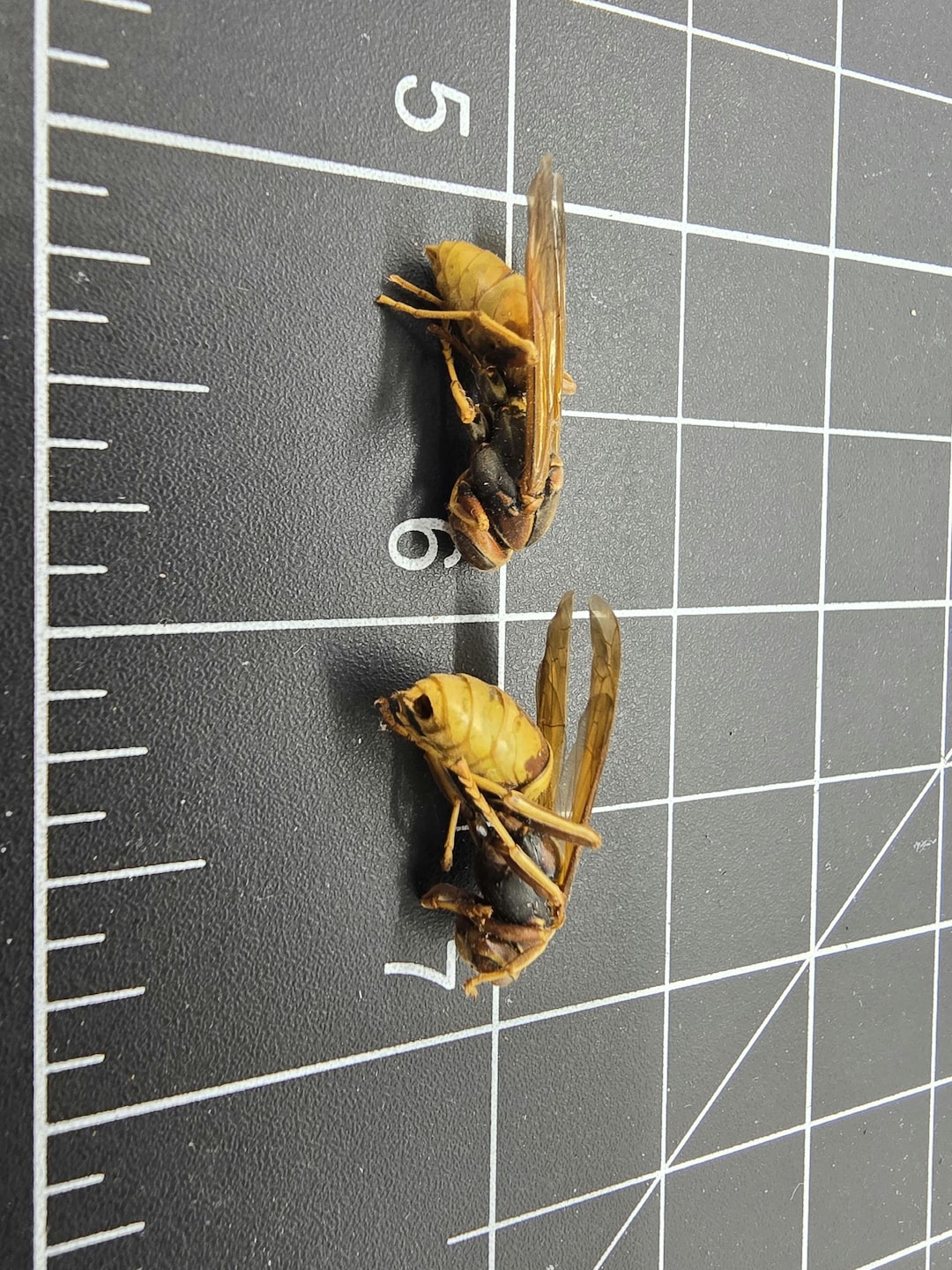 2 Large Dead Dried Wasps, Dead Insects, Dry Insects, Wasp,fly, L199 - Etsy
