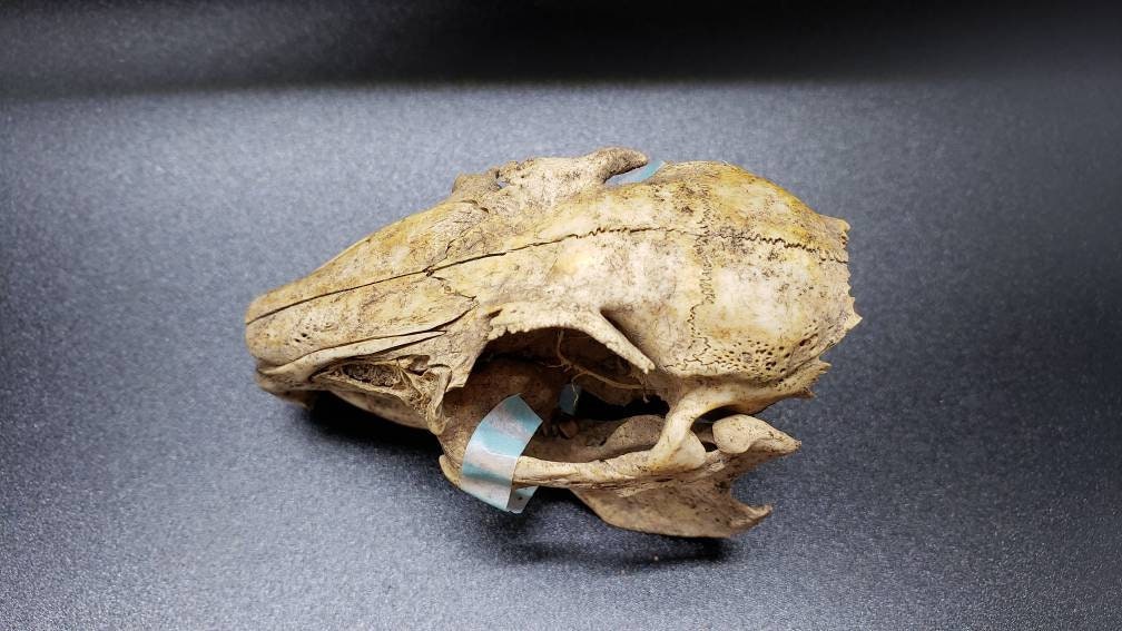 Real Domestic Rabbit Skull Skull Bone Curiosity - Etsy