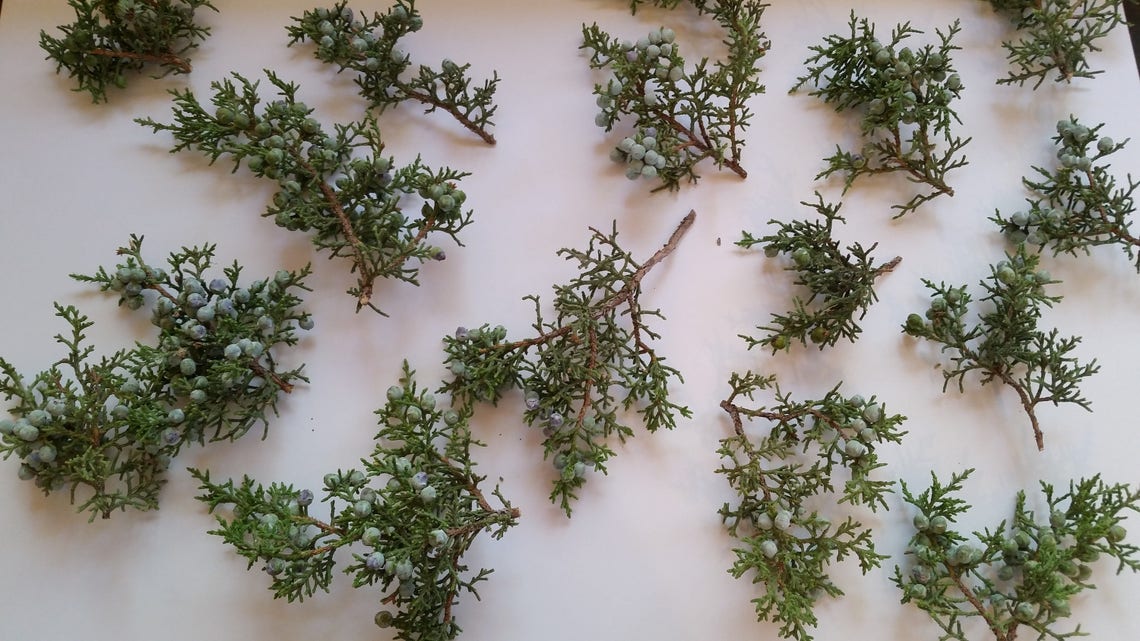 2 Lb Fresh Juniper Branches and Berries,brewing, juniperus Osteosperma ...