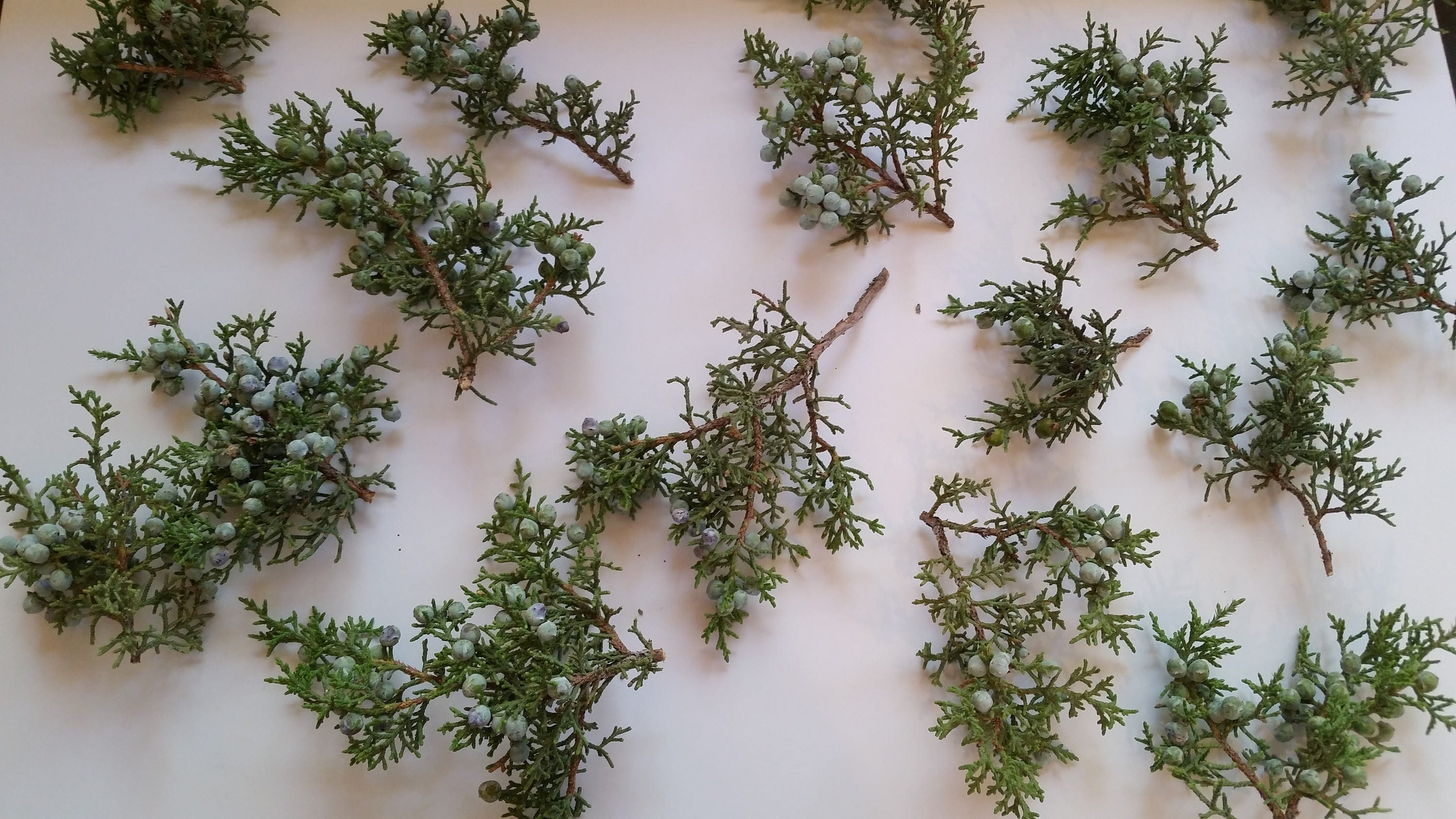 2 Lb Fresh Juniper Branches and Berries,brewing, juniperus Osteosperma ...