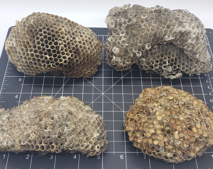 Great Description About Paper Wasp Nest For Sale
