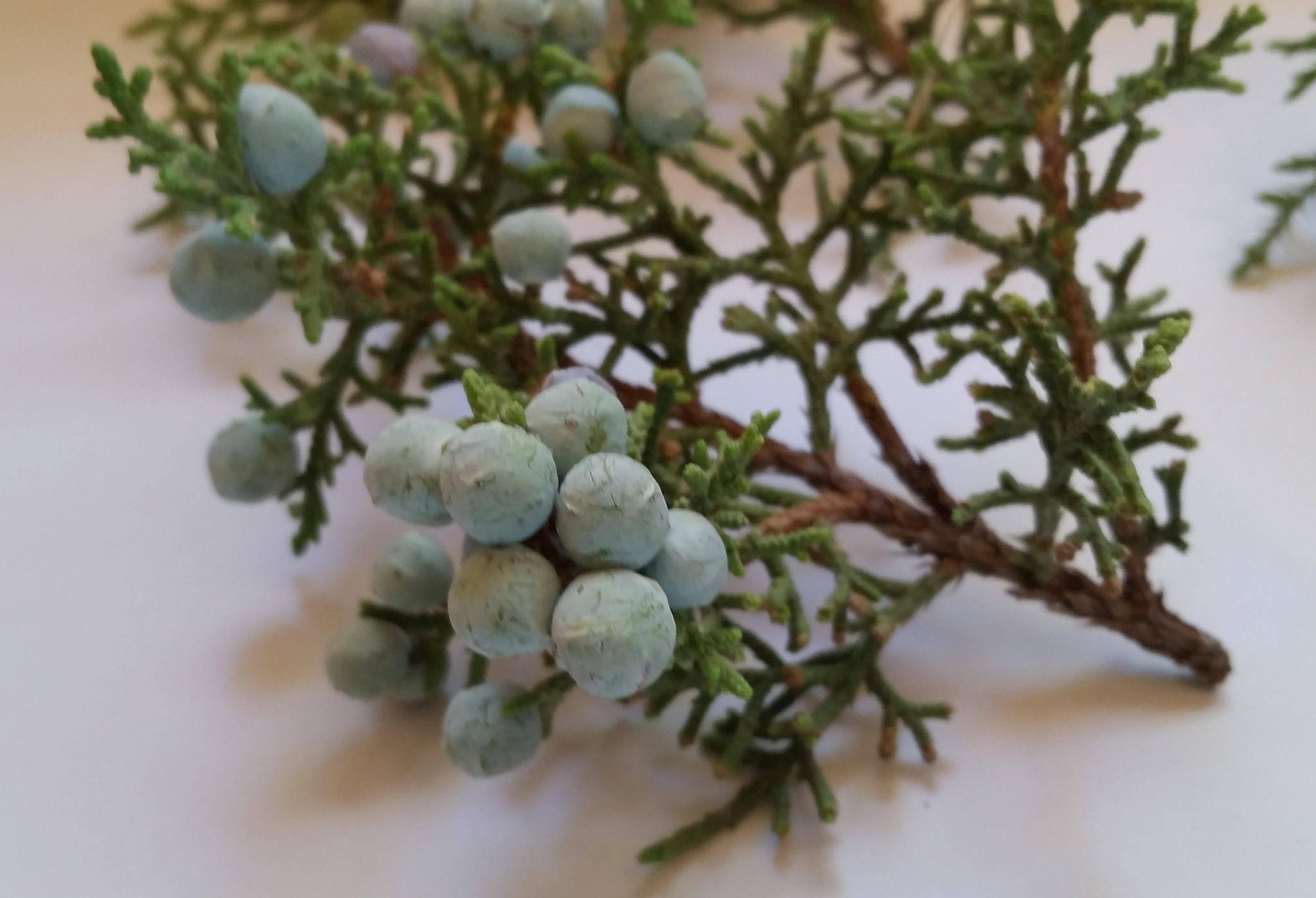 2 Lb Fresh Juniper Branches and Berries,brewing, juniperus Osteosperma ...