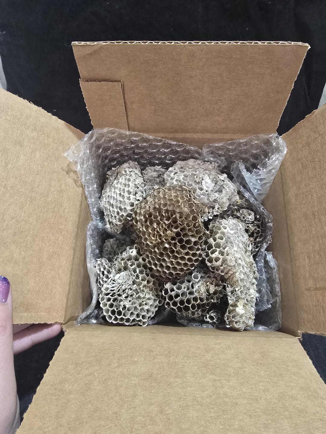 22 DAMAGED Wasp Nests, 4 and Smaller,damaged Wasp Nests,natural ...