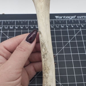Real Bone, 6 1/2" Long Bone,leg Bone?, Curiosity Cabinet,jewelry Making ...