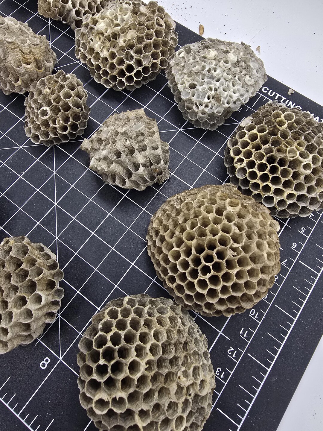16) 1 1/2"-2" Wasp Nests Lot,natural Curiosities,curiosity Cabinet,wasp ...