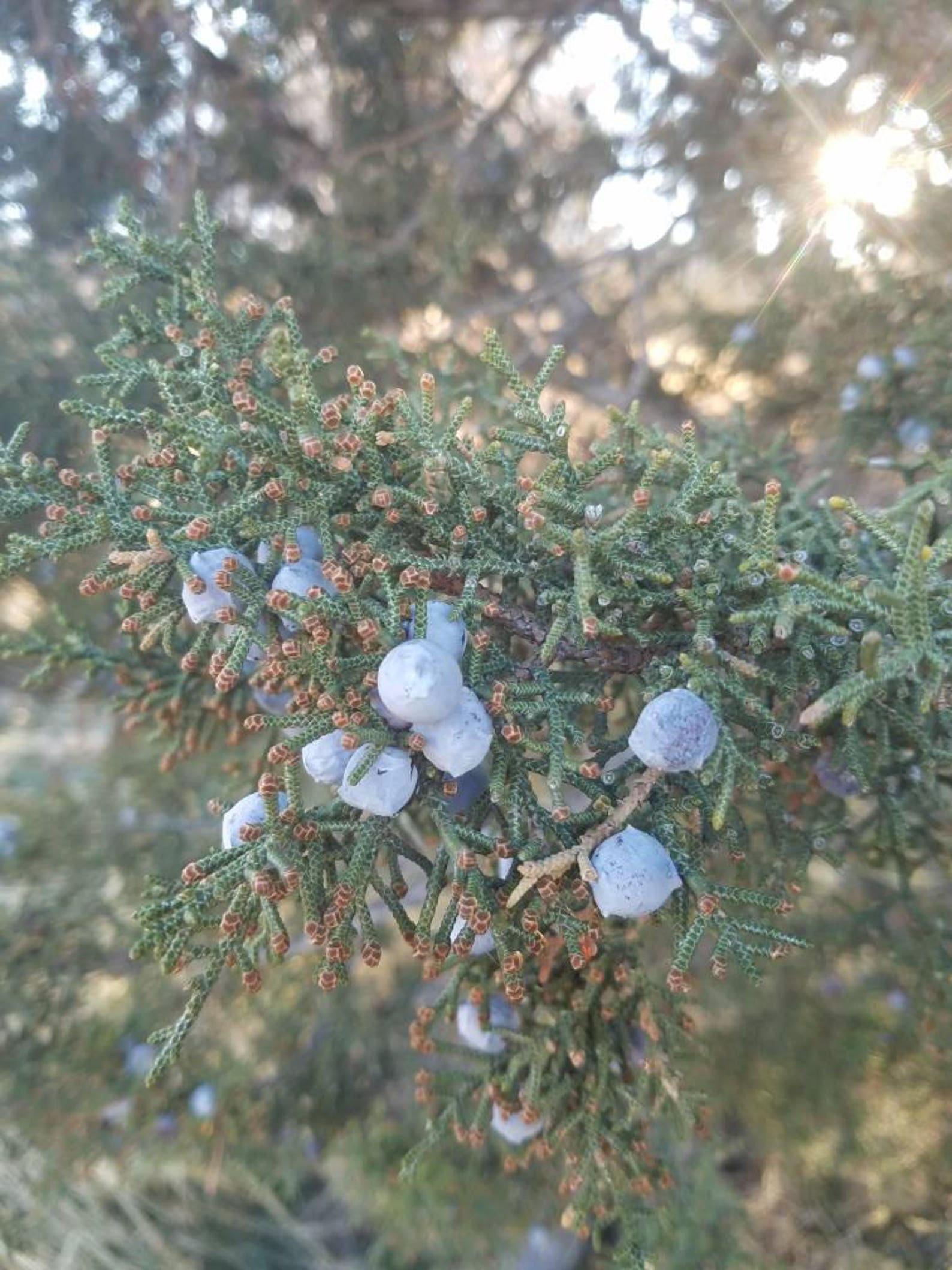 2 Lb Fresh Juniper Branches and Berries,brewing, juniperus Osteosperma ...